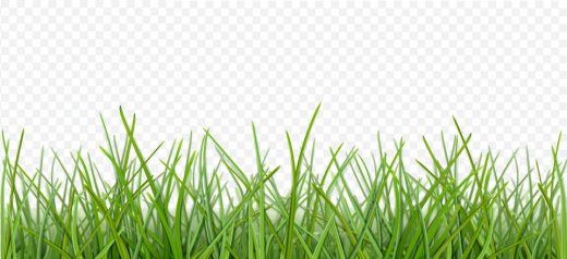 How to Remove the White Background from an Image to Make it Transparent ...